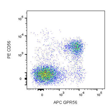 BD APC Mouse Anti-Human GPR56 | 캐시바이