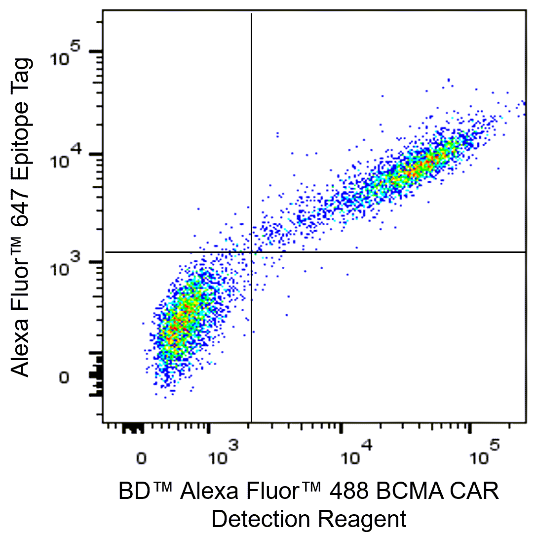 BD Alexa Fluor 488 BCMA CAR Detection Reagent | 캐시바이