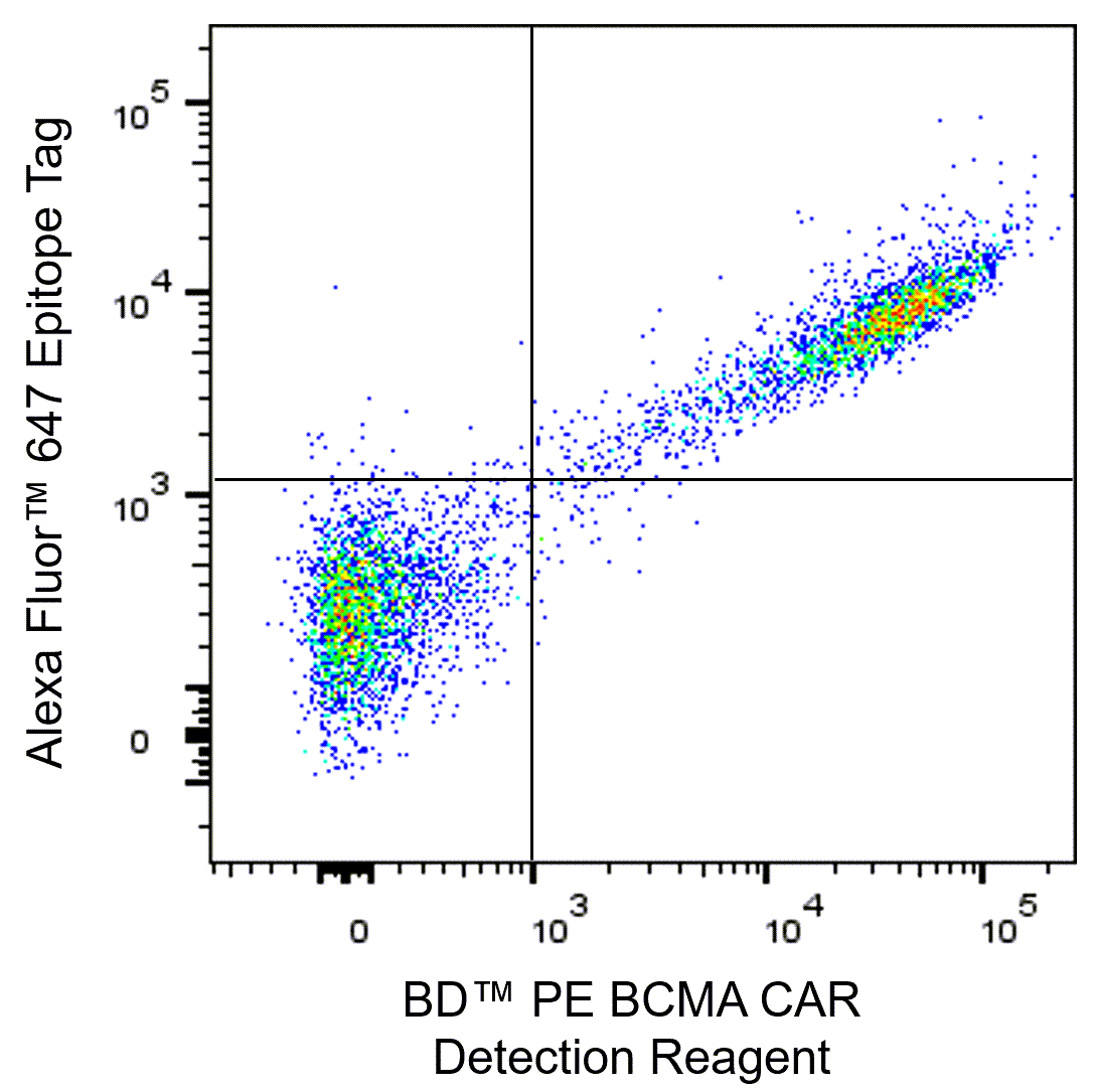 BD PE BCMA CAR Detection Reagent | 캐시바이